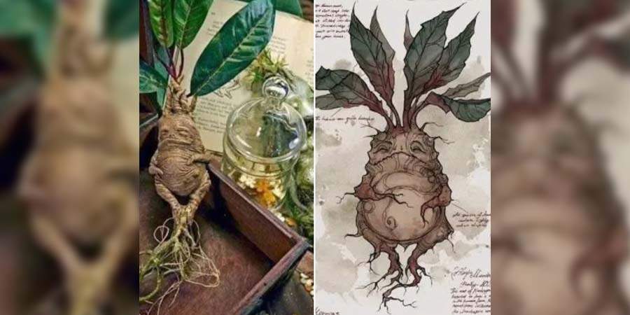 Curiosidades Conheça a planta mágica, citada até na Bíblia, como a ...