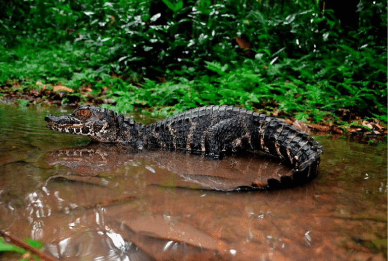 Os Jacarés da Amazônia: Conheça as quatro espécies de jacarés que são ...